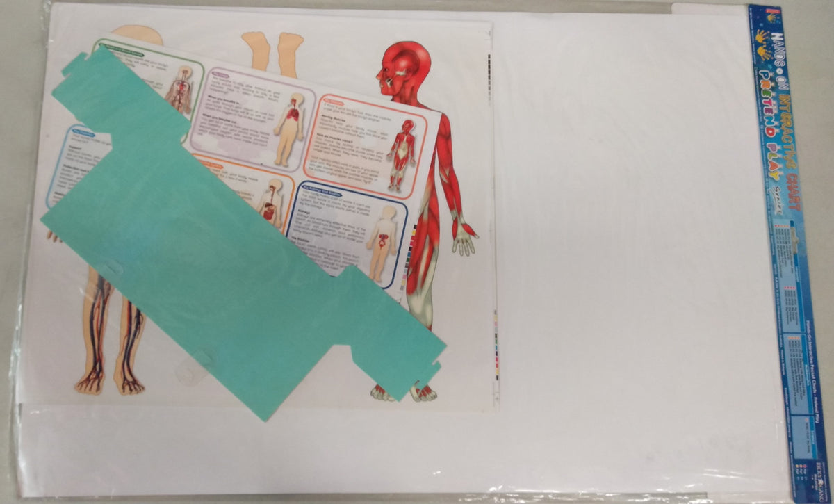 My Body (Interactive Wallchart) HOICPP06 – Network Educational Australia